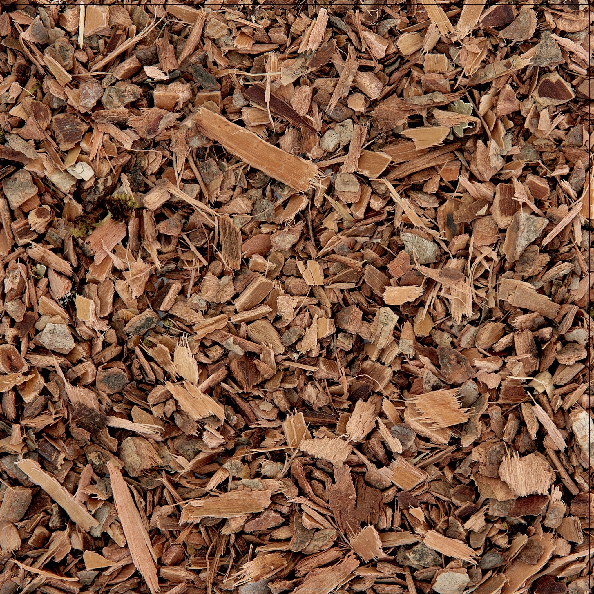 Witch Hazel Bark – Slavnik Family Coffee Merchants, LLC